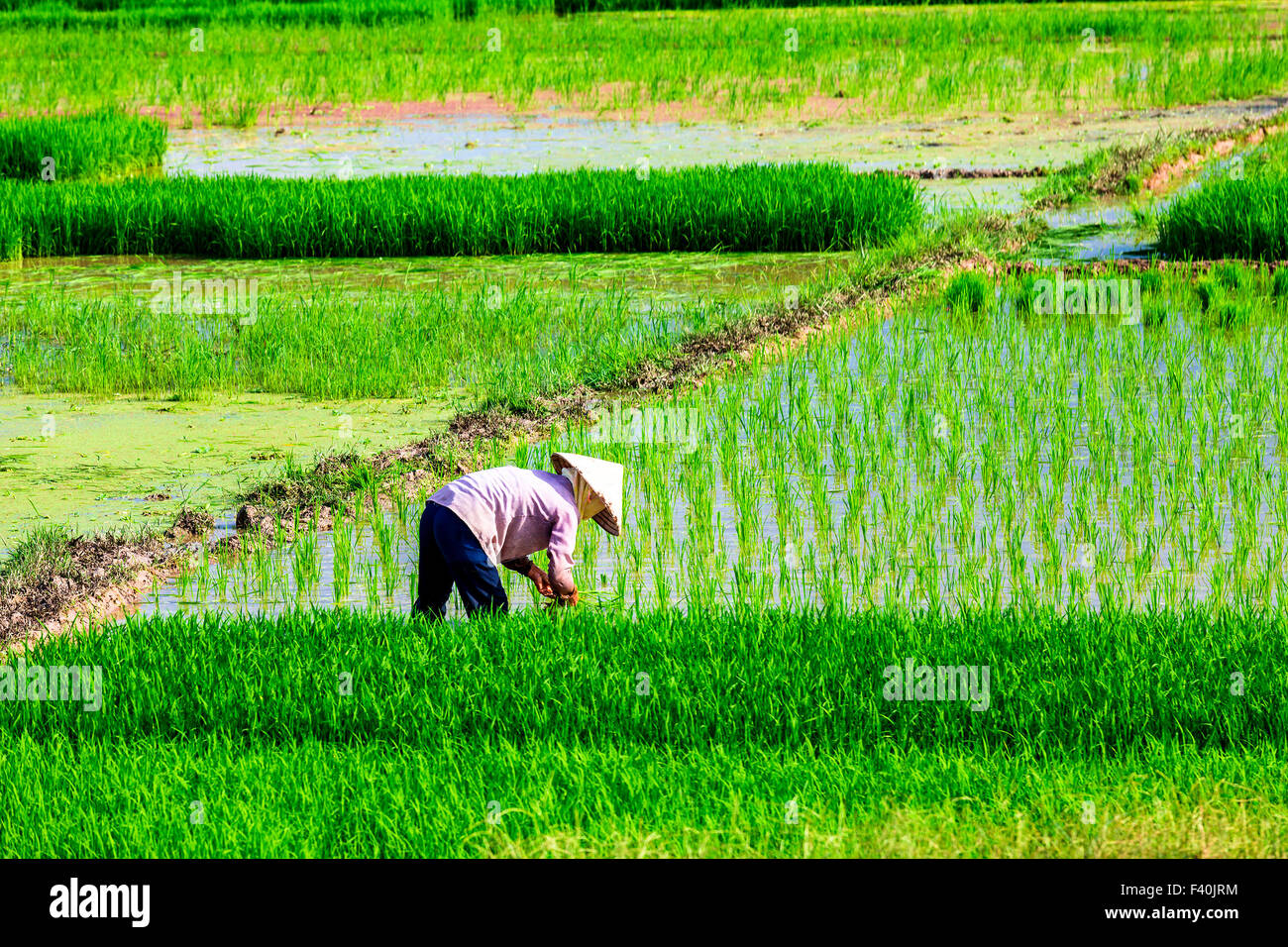 Farmers planting rice on the fields Stock Photo - Alamy