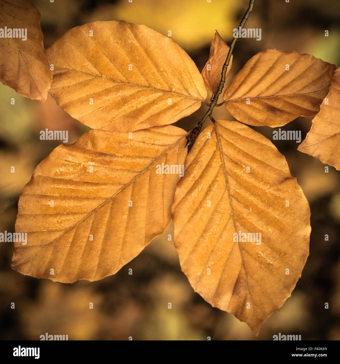 Wet Fall Leaves Stock Photo - Alamy