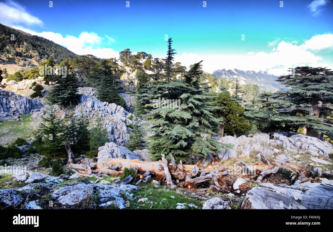 soothing mountain summer wonderful view Stock Photo - Alamy