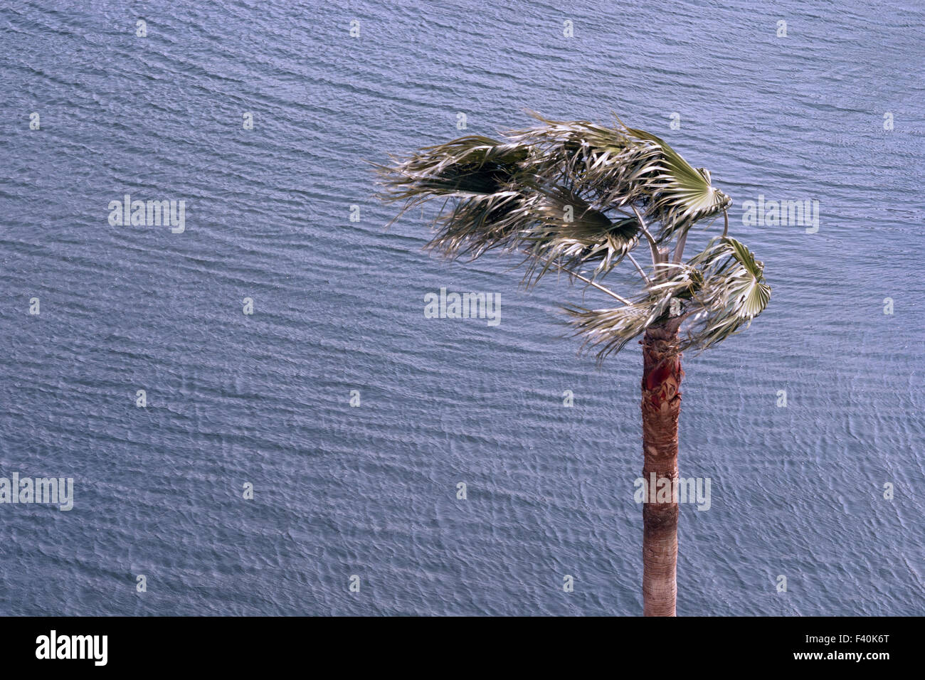Strong wind and palm tree hi-res stock photography and images - Alamy