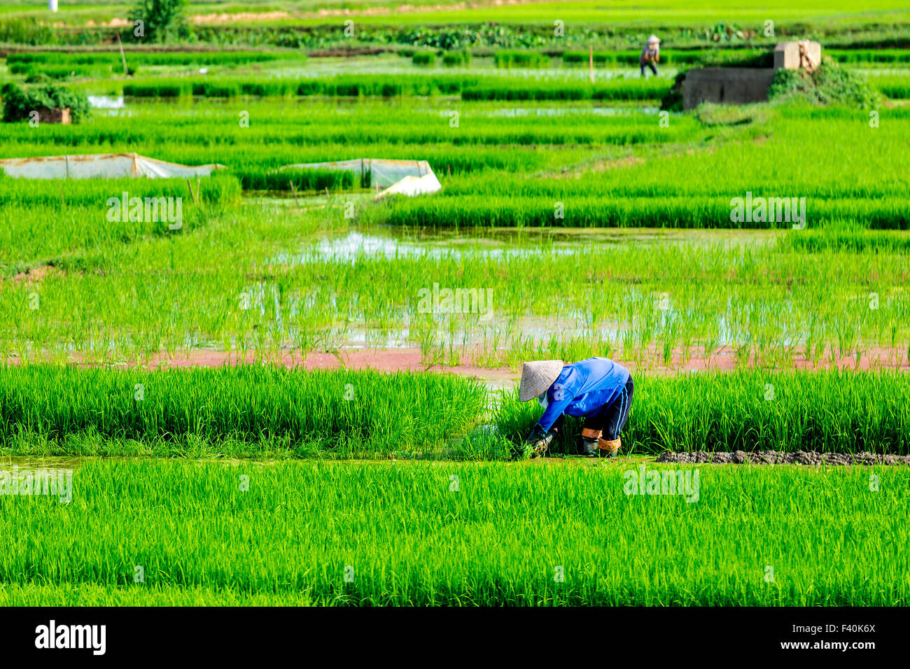 Farmers planting rice on the fields Stock Photo - Alamy