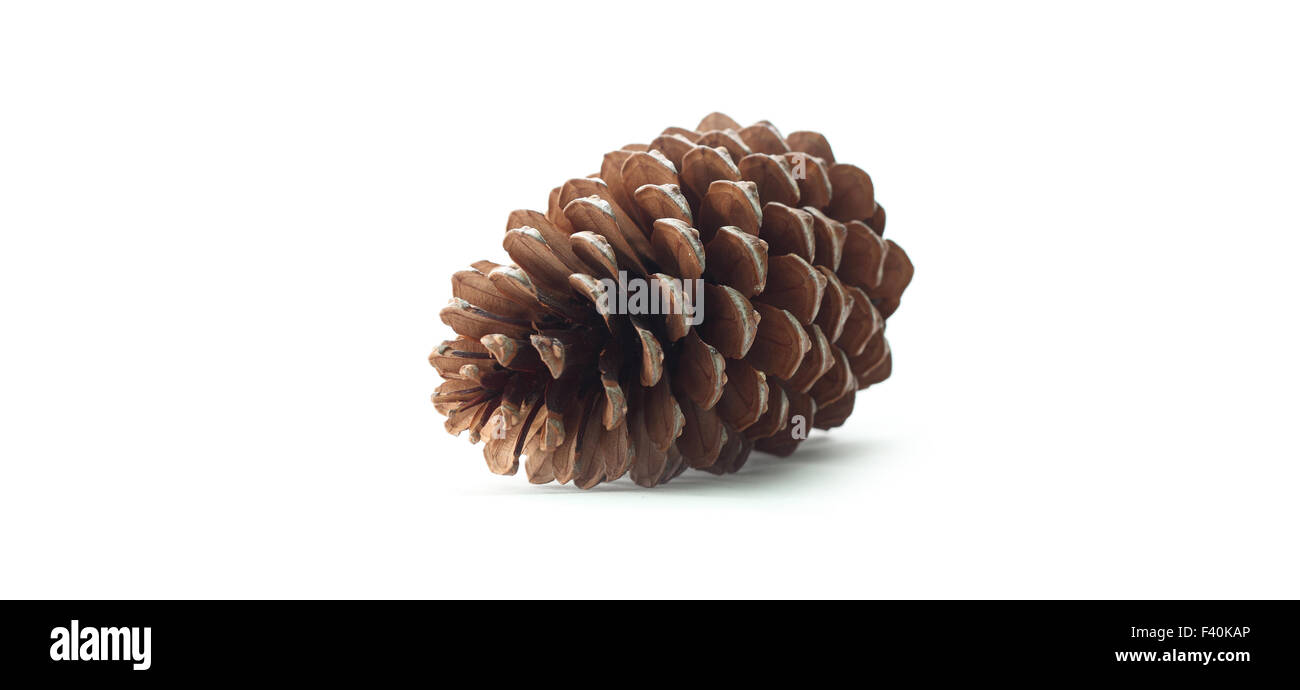 Textured seed cone hi-res stock photography and images - Alamy