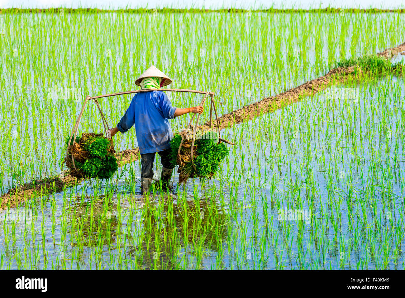 Farmers planting rice on the fields Stock Photo - Alamy