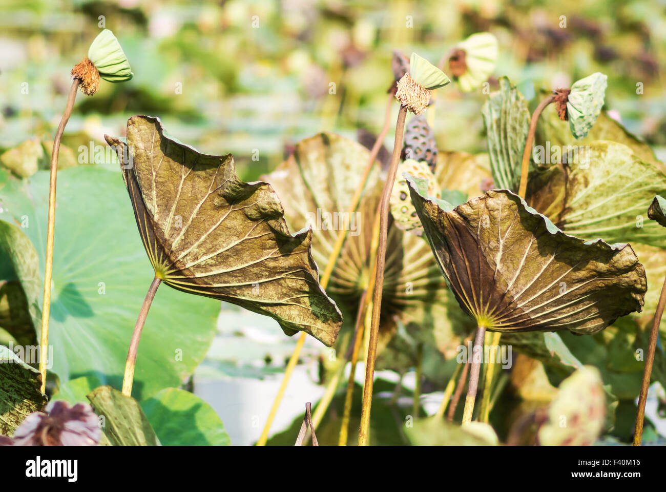 An Lotus leaf die in sun light Stock Photo - Alamy