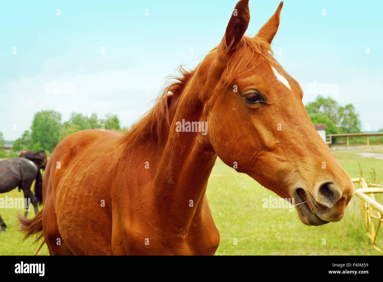 Beautiful adult horses Stock Photo - Alamy