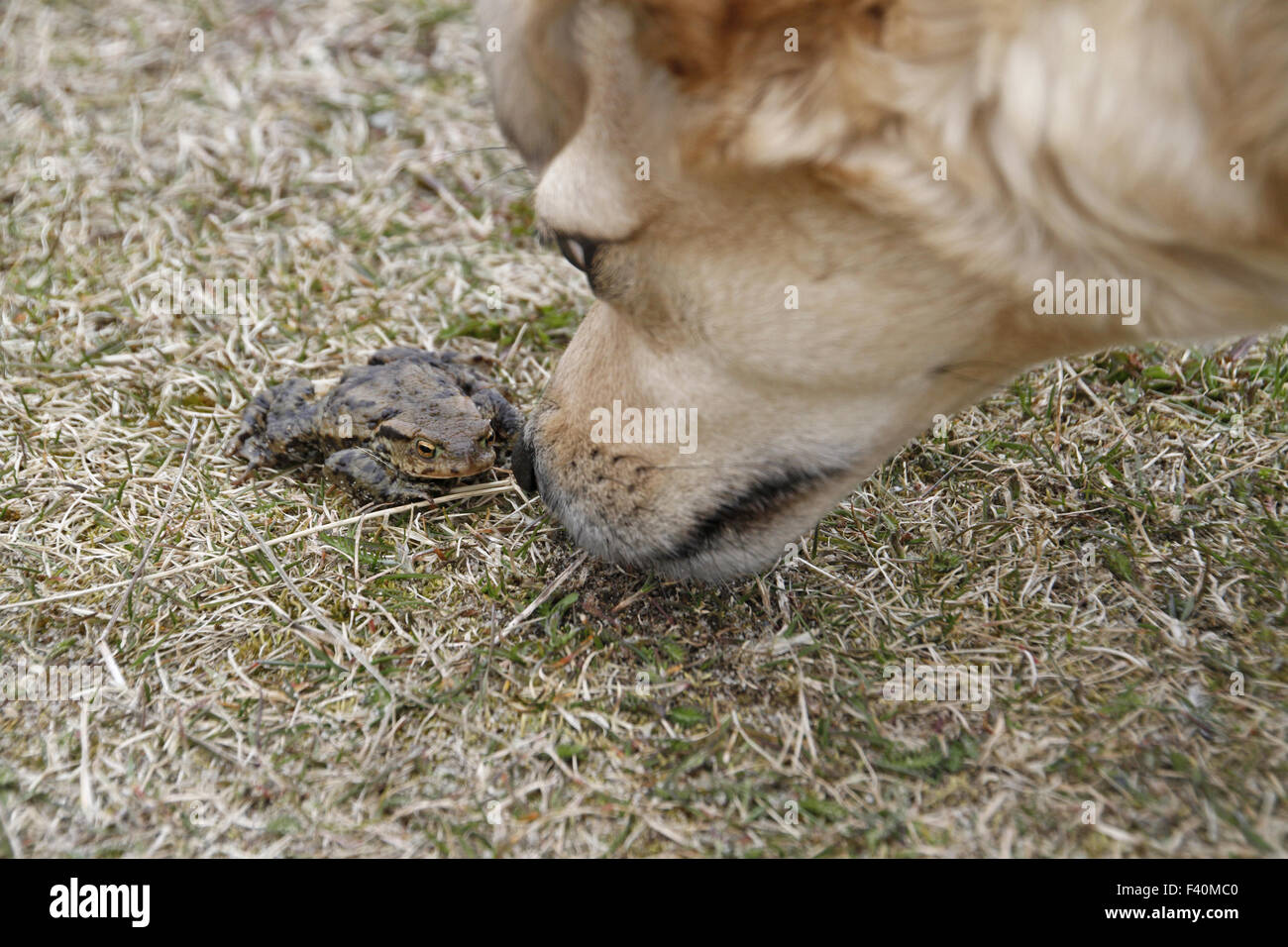 dog and toad Stock Photo - Alamy