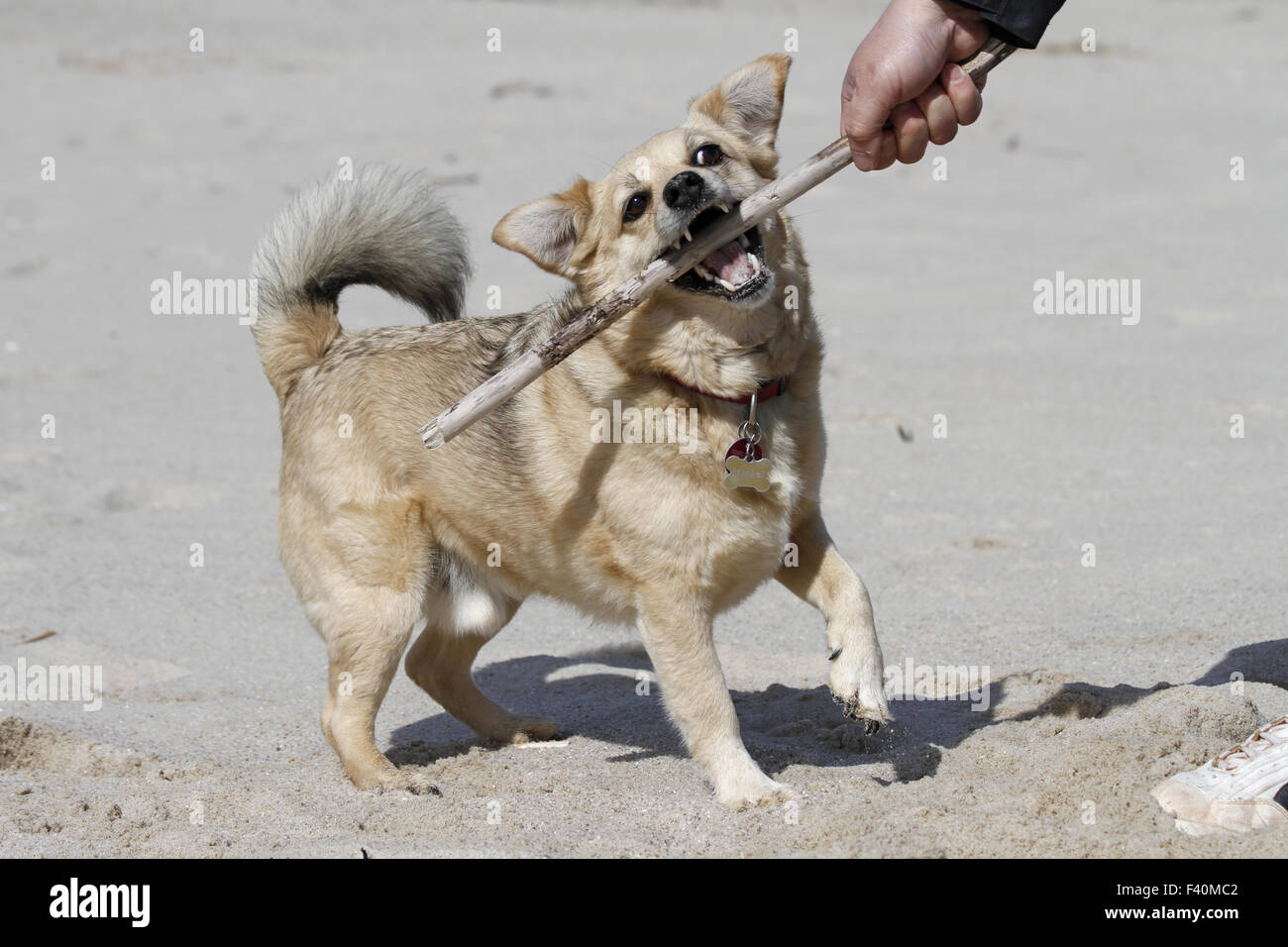 Dog stick hi-res stock photography and images - Alamy