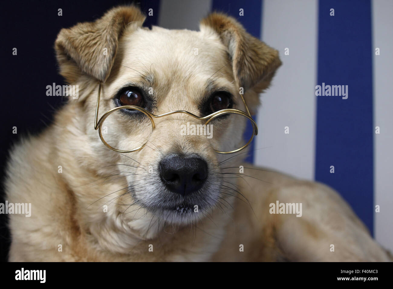 dog with glasses Stock Photo - Alamy