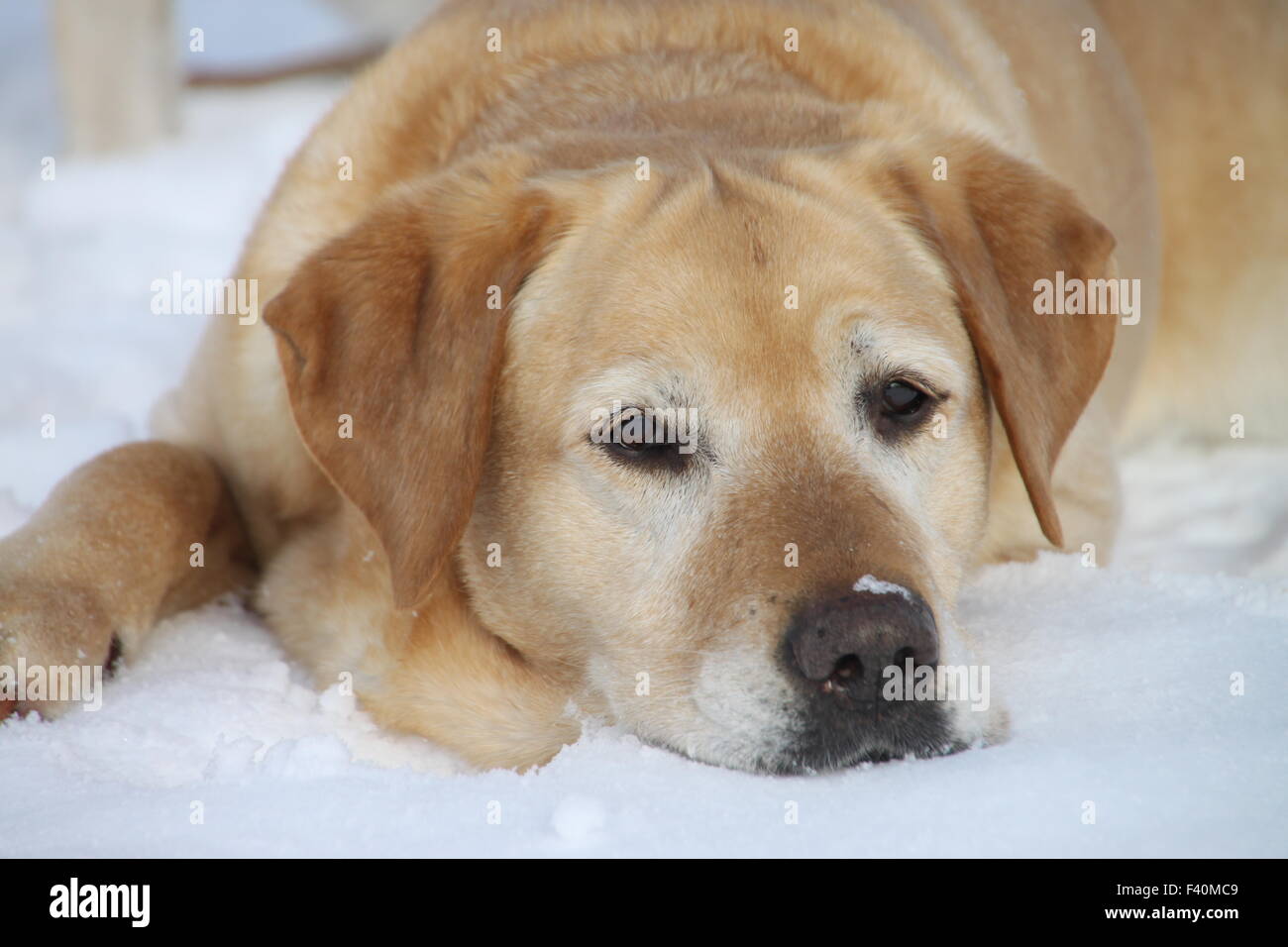 Labrador-Retriever in the snow Stock Photo - Alamy