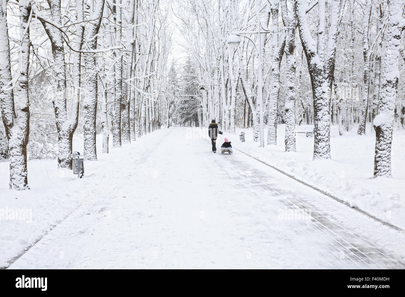 Winter in the park with trees hi-res stock photography and images - Alamy