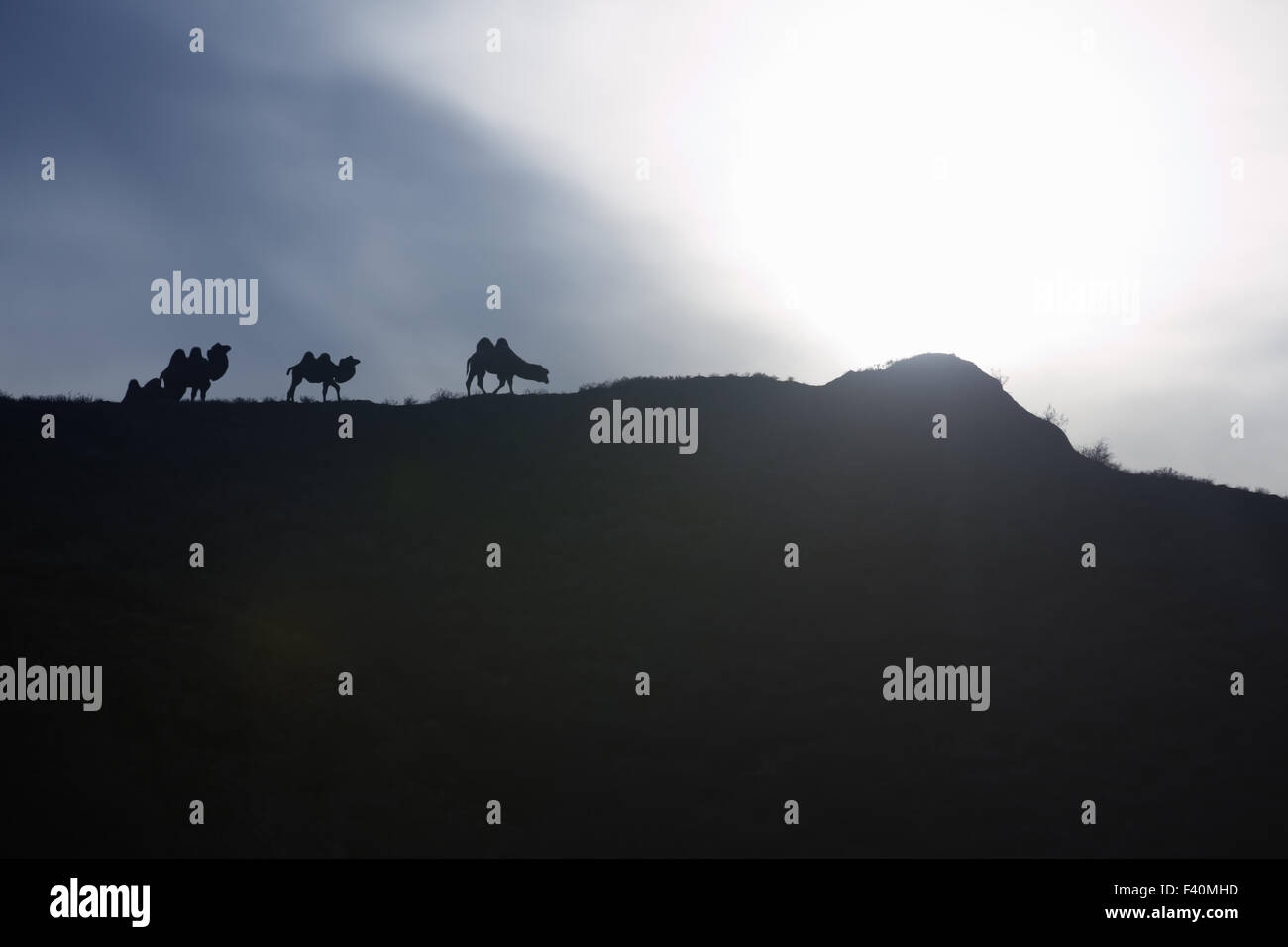 Camels at sunset Stock Photo - Alamy