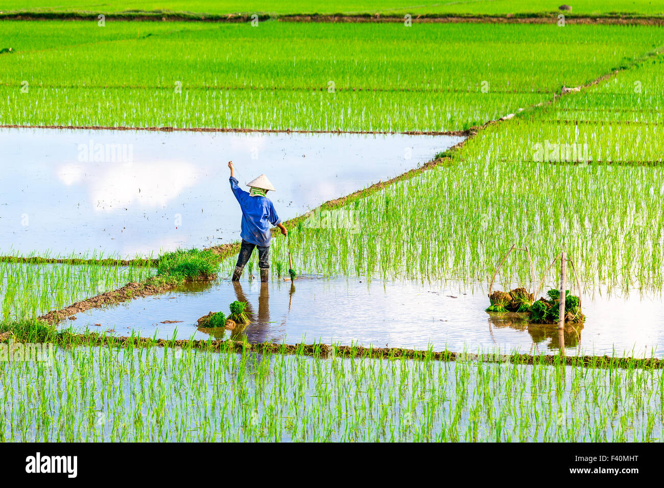 Farmers planting rice on the fields Stock Photo - Alamy