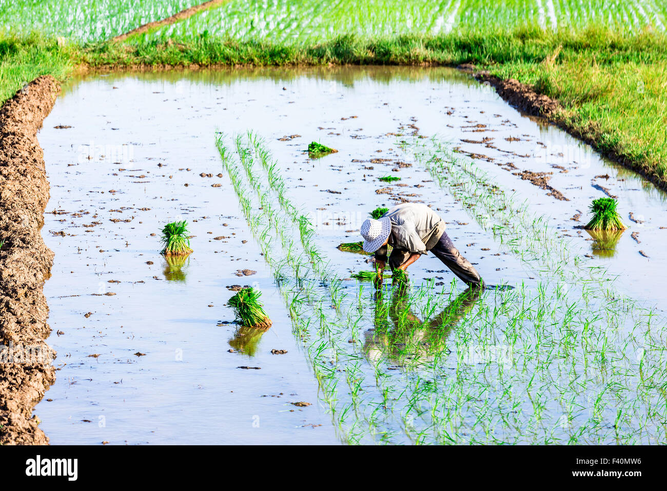 Farmers planting rice on the fields Stock Photo - Alamy
