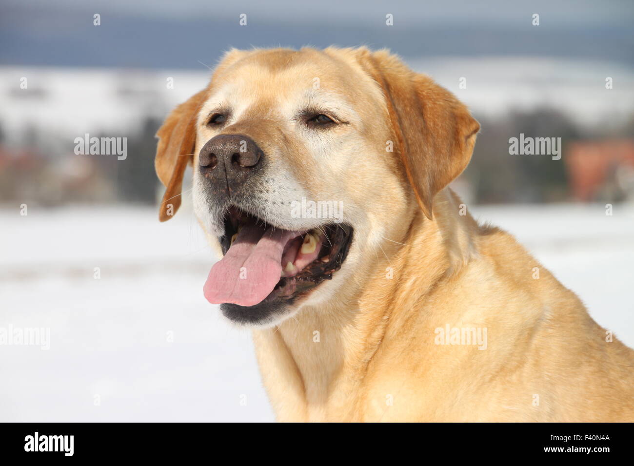Beige labrador retriever pet hi-res stock photography and images - Alamy