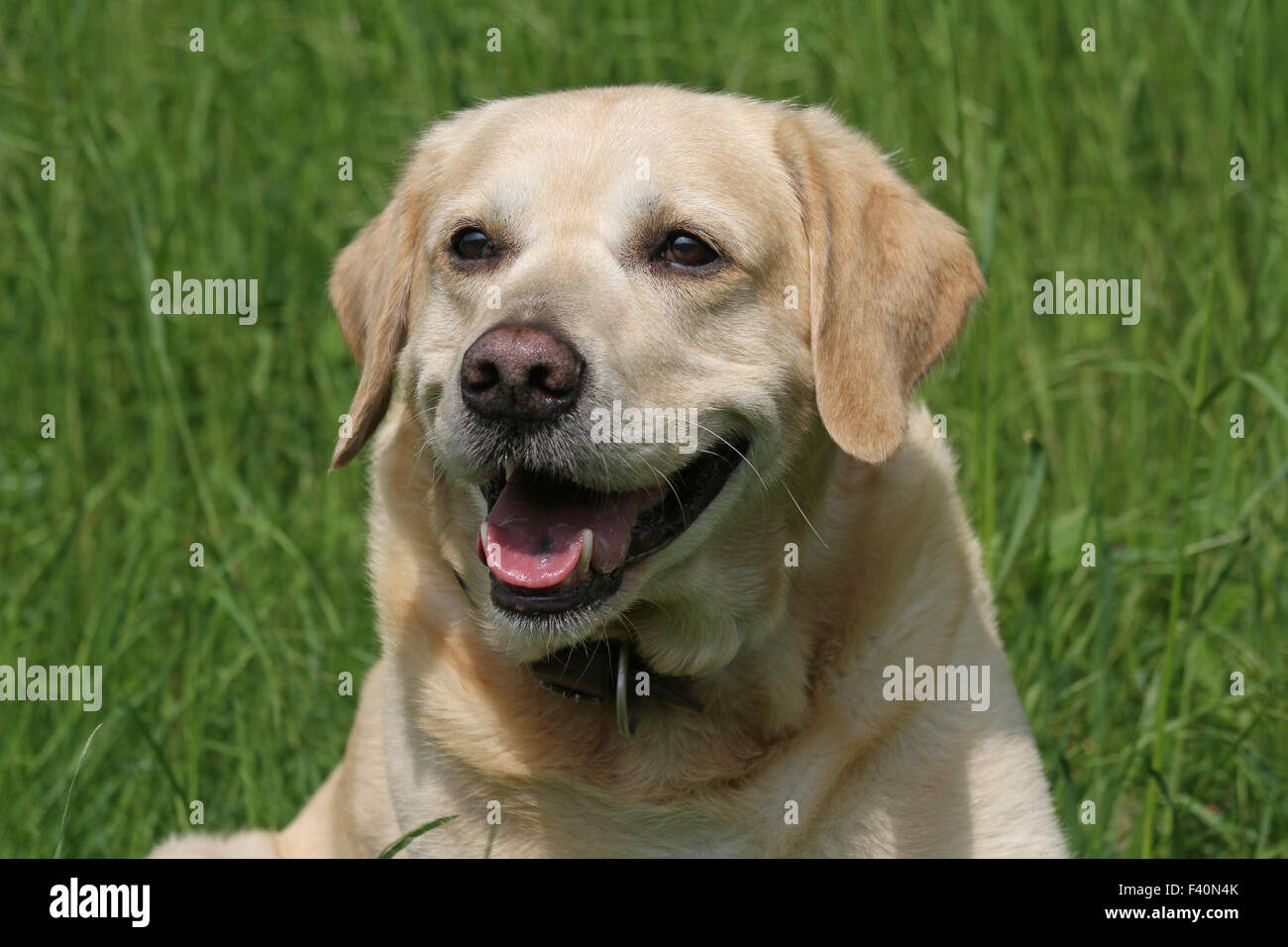 Hund beige hi-res stock photography and images - Alamy