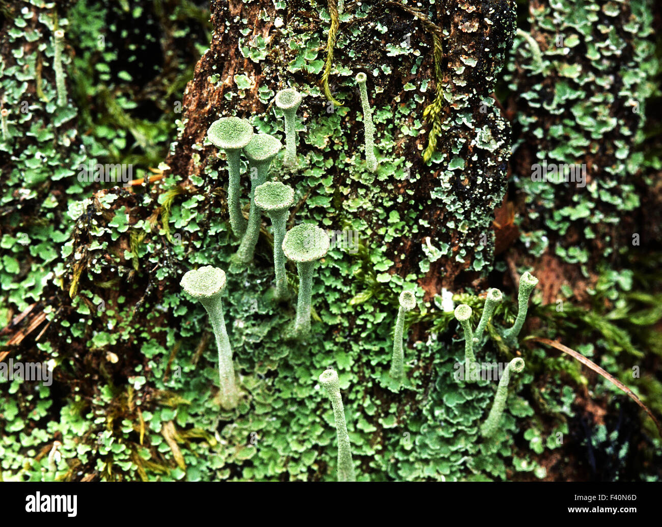 Strauchflechten hi-res stock photography and images - Alamy