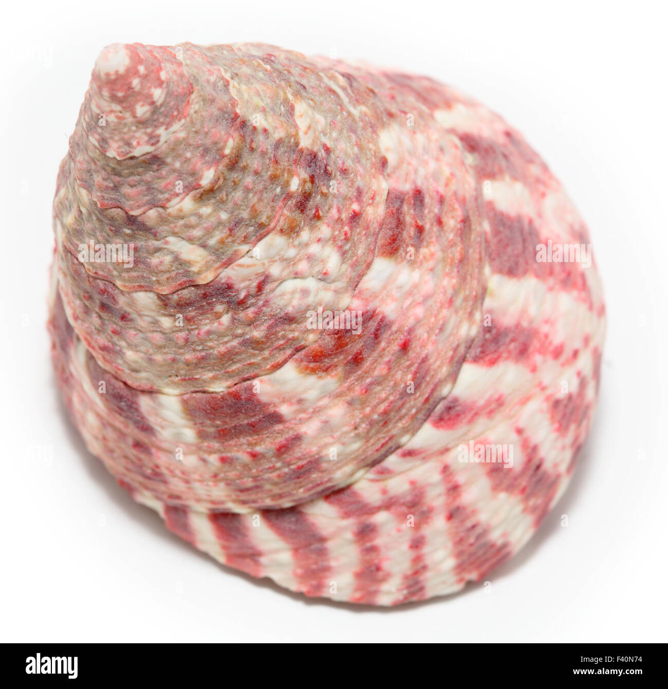 Inside of nautilus shell hi-res stock photography and images - Alamy