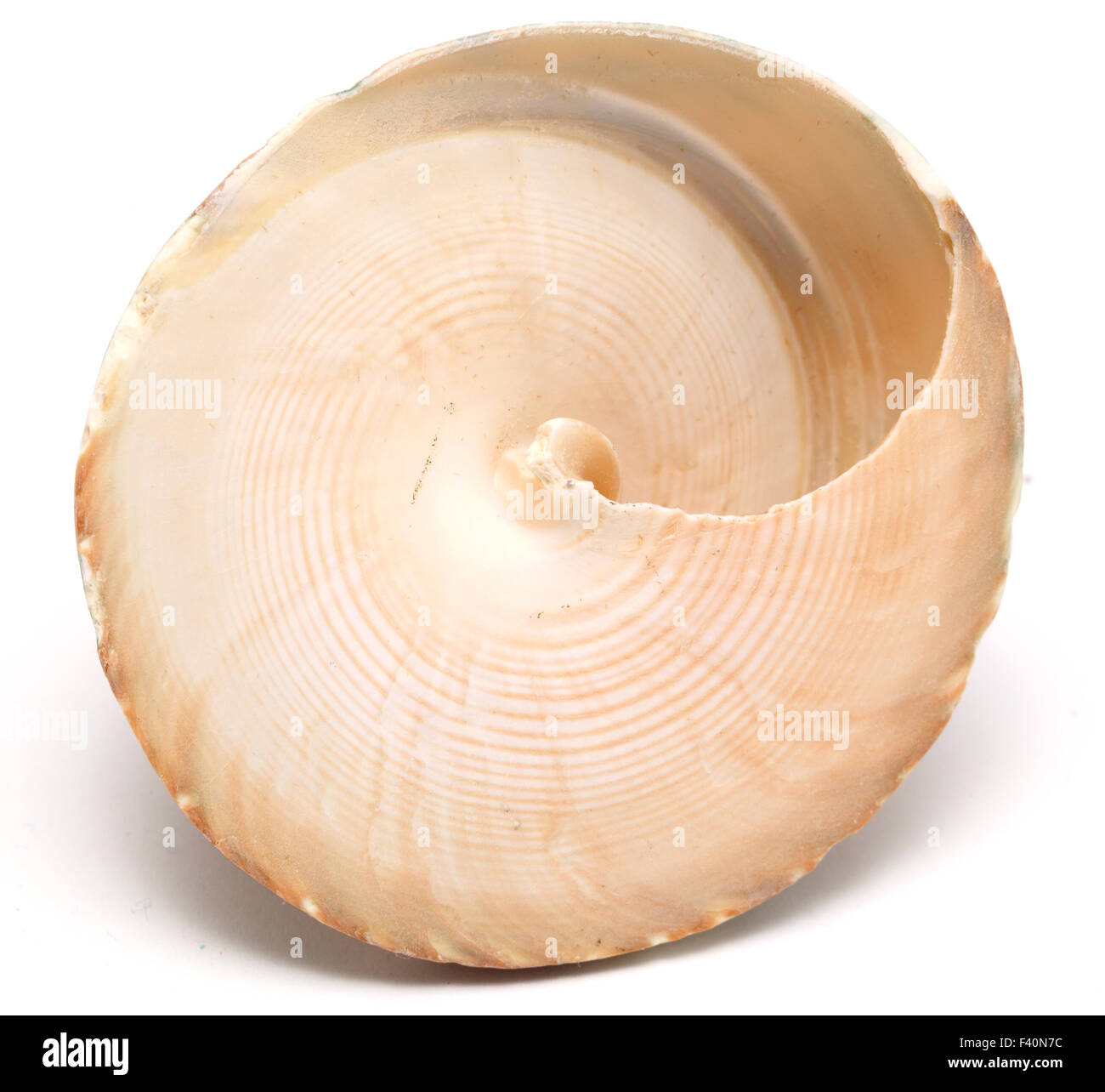 Nautilus shell inside Cut Out Stock Images & Pictures - Alamy