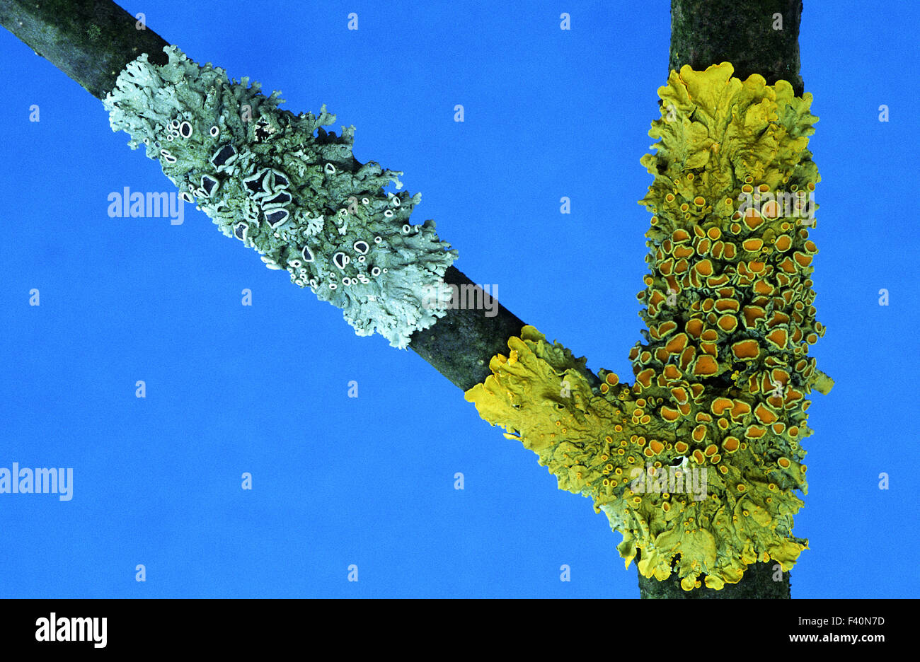 lichen; tree lichen Stock Photo - Alamy