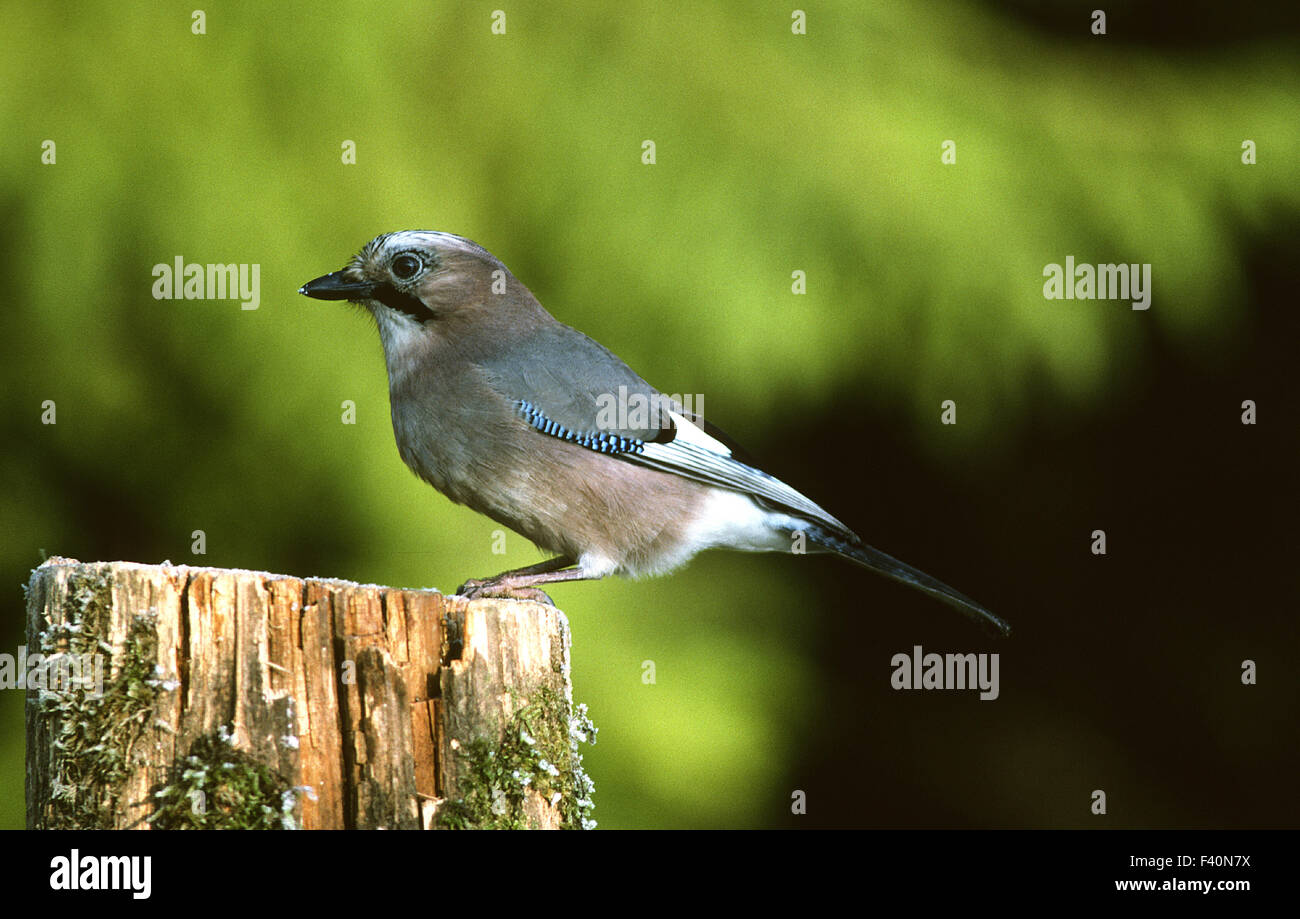 Vogel songbird hi-res stock photography and images - Alamy