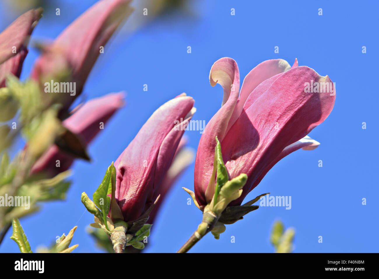Delicate magnolia flowers hi-res stock photography and images - Alamy