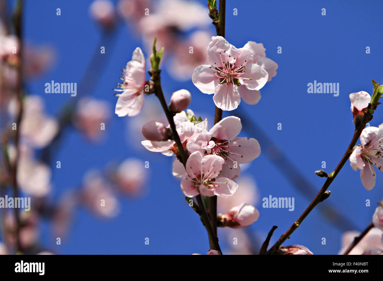 flowering peach tree Stock Photo - Alamy