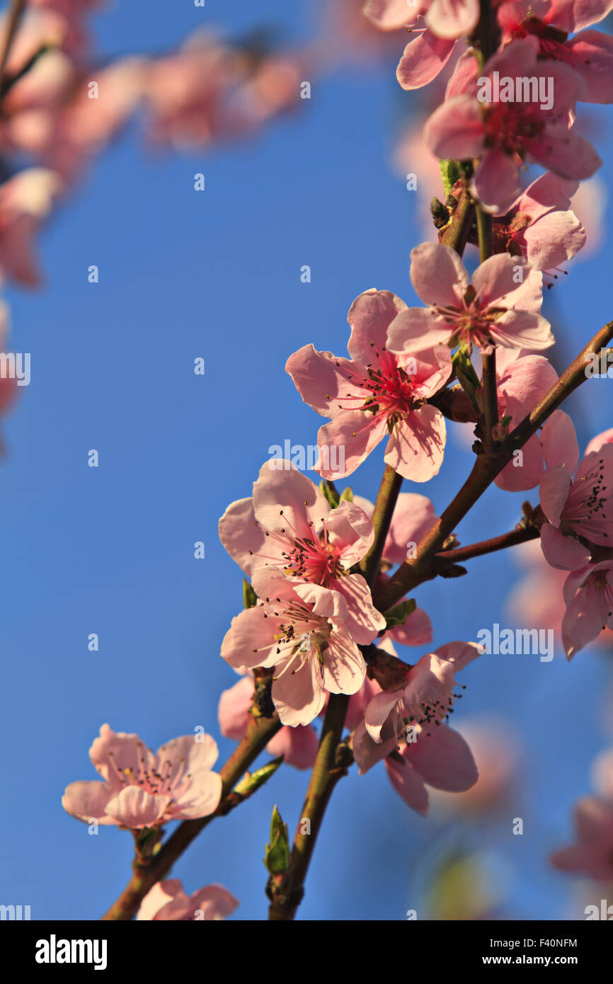 flowering peach tree Stock Photo - Alamy