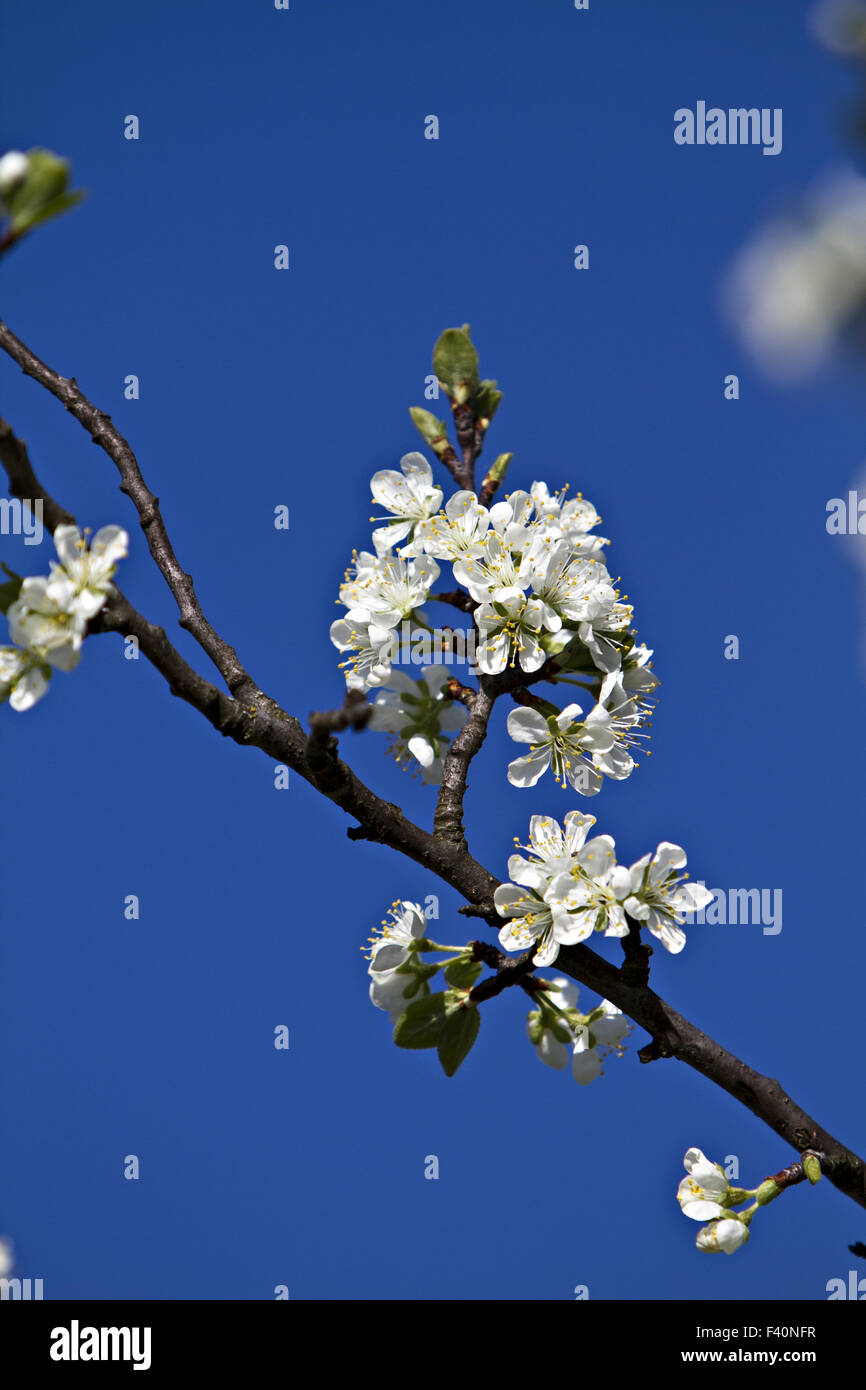 Fl tree hi-res stock photography and images - Alamy