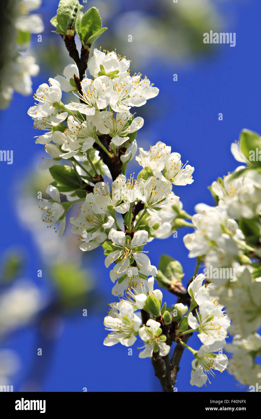 blooming apple tree Stock Photo - Alamy
