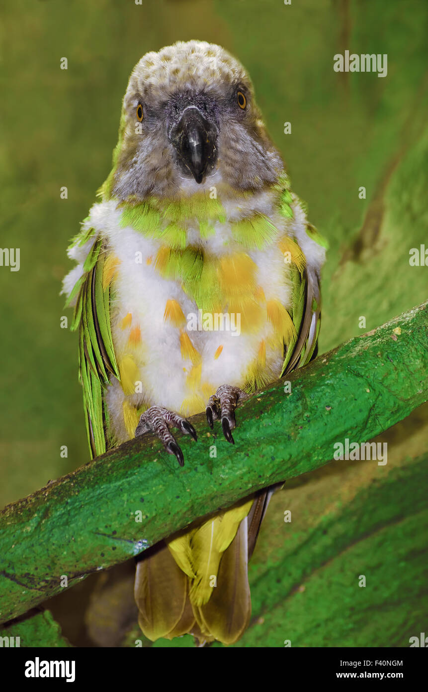 Paroquet hi-res stock photography and images - Alamy