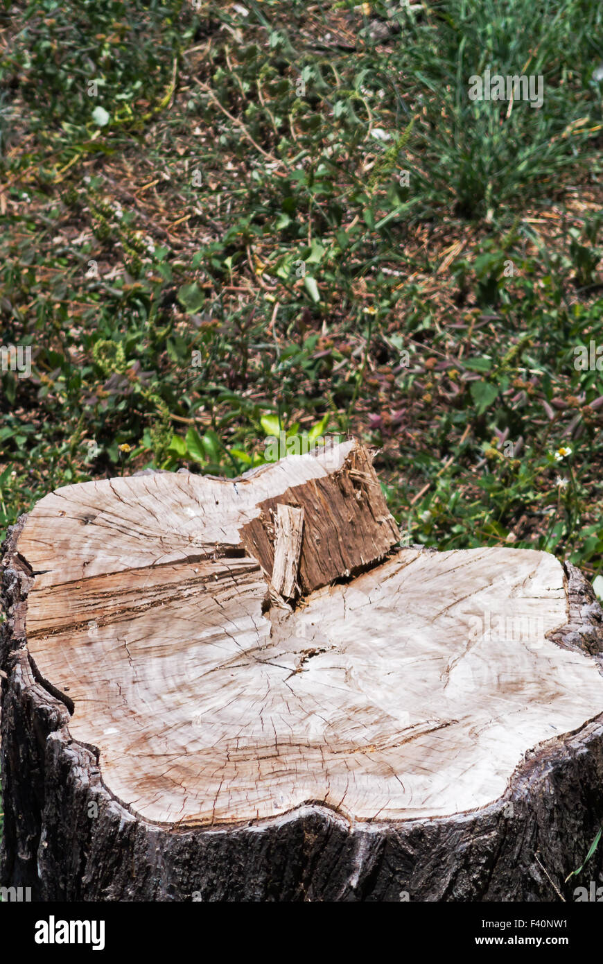 An Stump trees in green water Stock Photo - Alamy