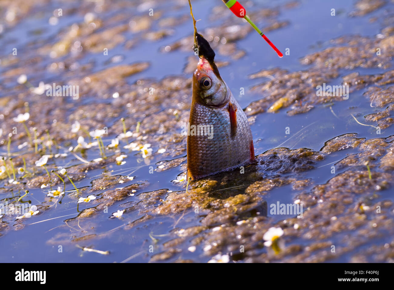 active angling fish bream fishing rod Stock Photo - Alamy