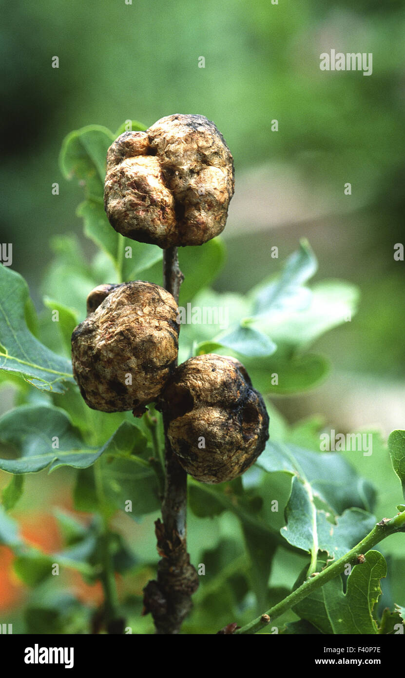 oak gall wasp sponge; gall wasp Stock Photo - Alamy