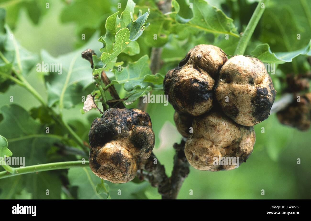 oak gall wasp sponge; gall wasp Stock Photo - Alamy