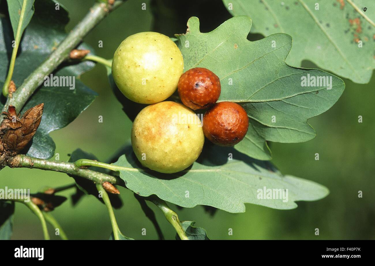 Oak leaf cherry gall cynipid; gall wasp Stock Photo - Alamy