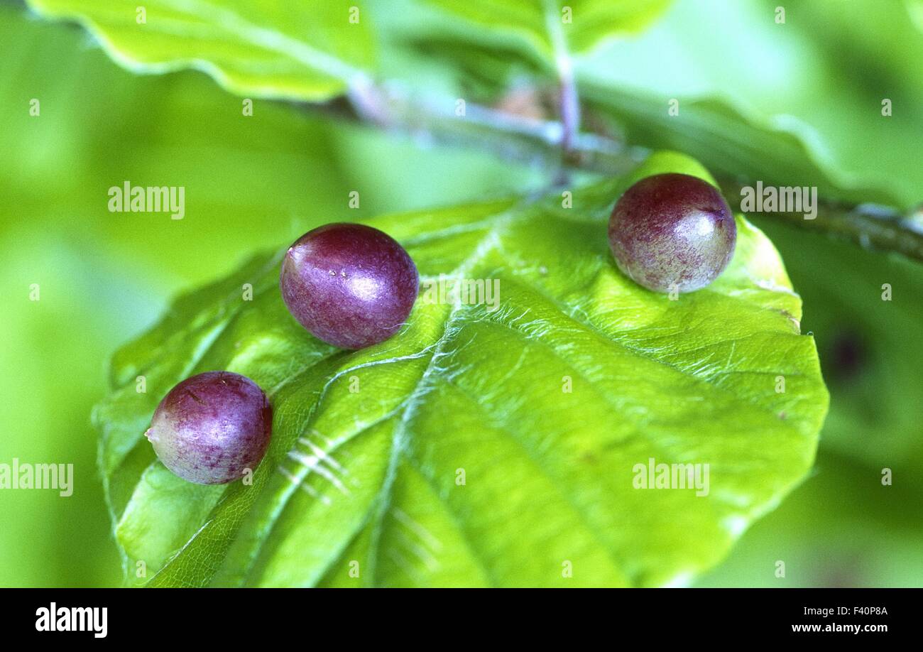 Cecid fly hi-res stock photography and images - Alamy