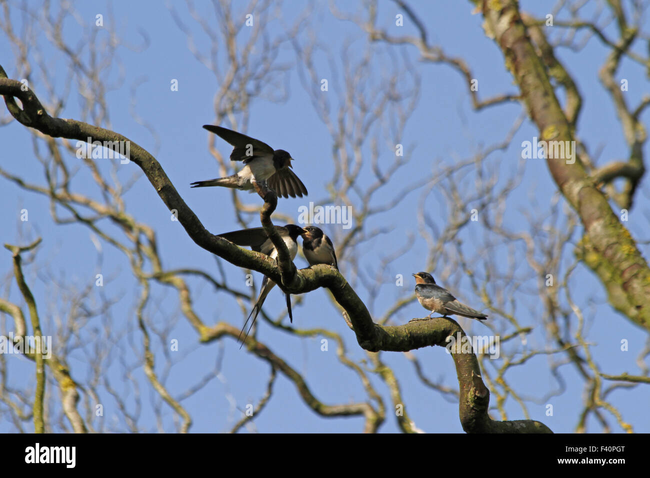 Chimney swallow hi-res stock photography and images - Alamy