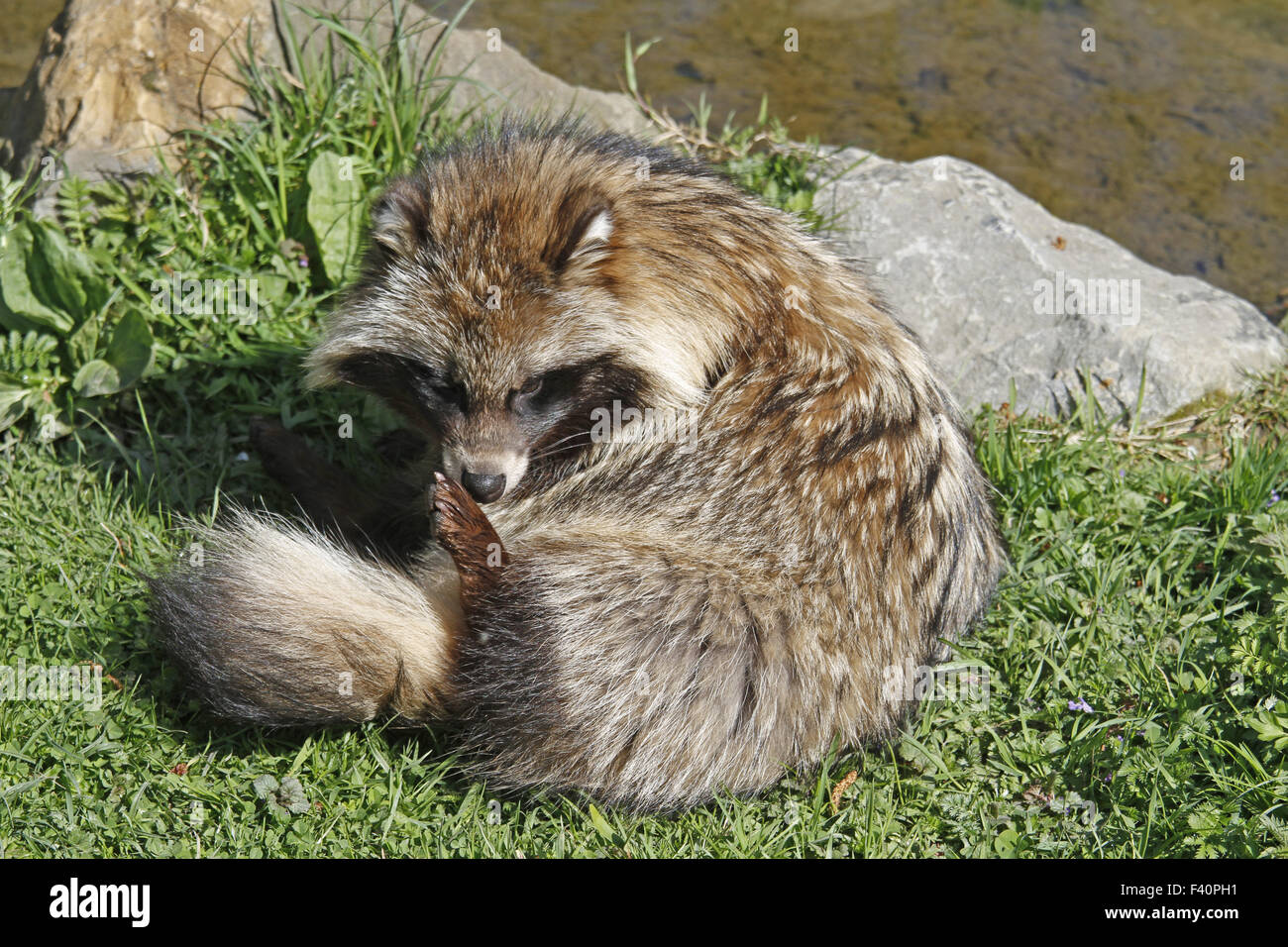 Ostsibirien hi-res stock photography and images - Alamy