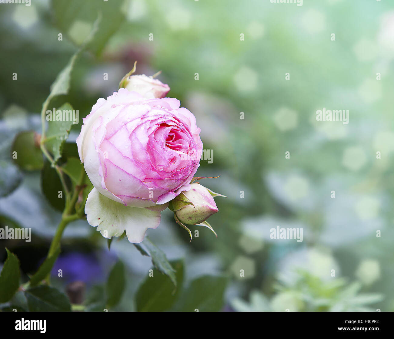 Garden rose hi-res stock photography and images - Alamy