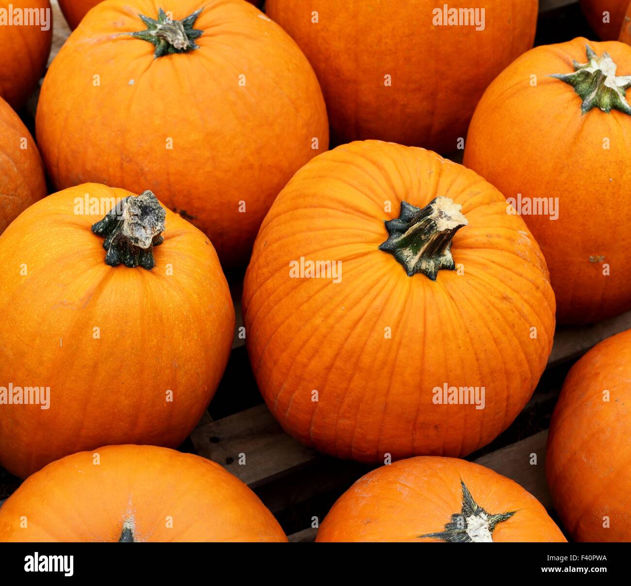 American pumpkins hi-res stock photography and images - Alamy