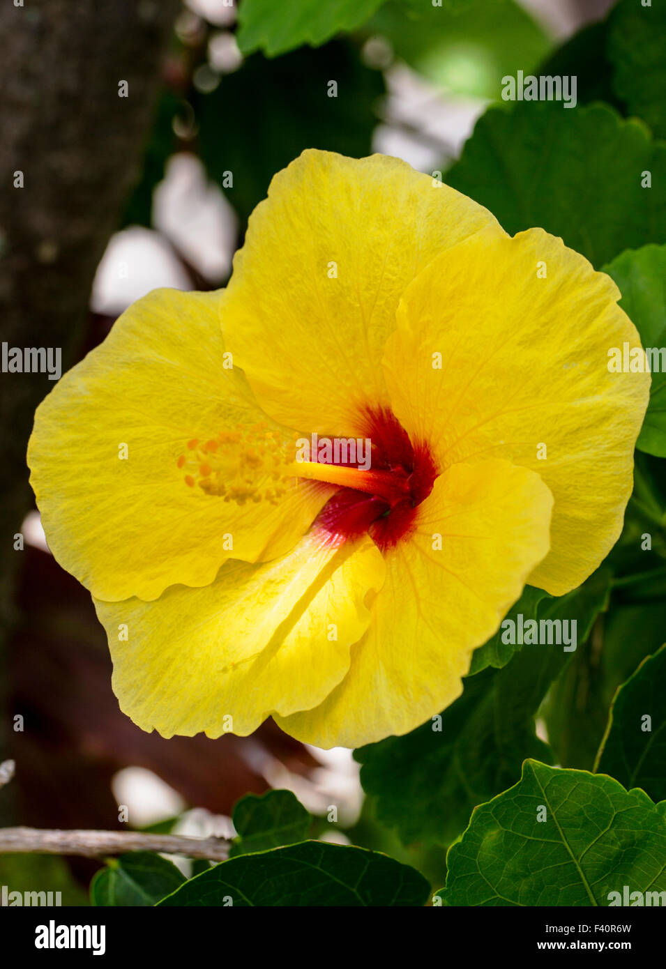 Hawaiian Hibiscus; Yellow Hibiscus; Hibiscus brackenridgei; state ...