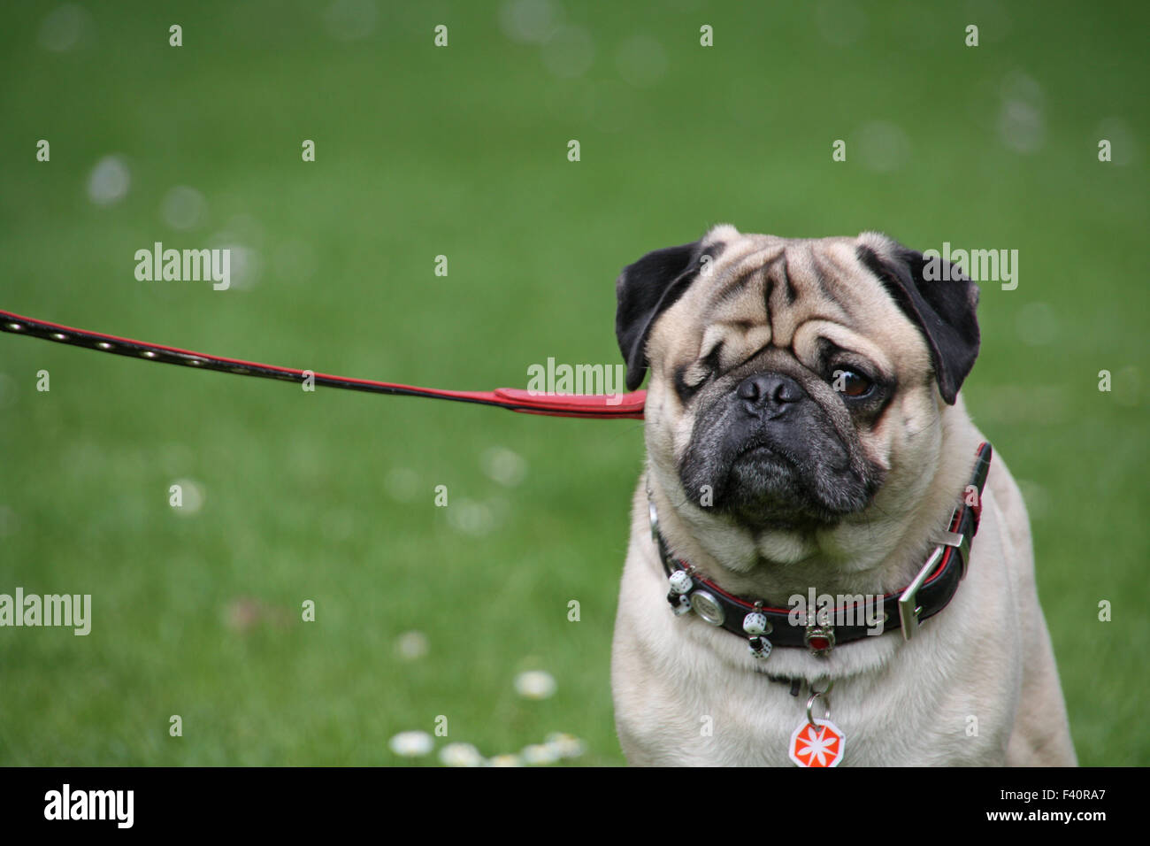 Carlin hi-res stock photography and images - Alamy