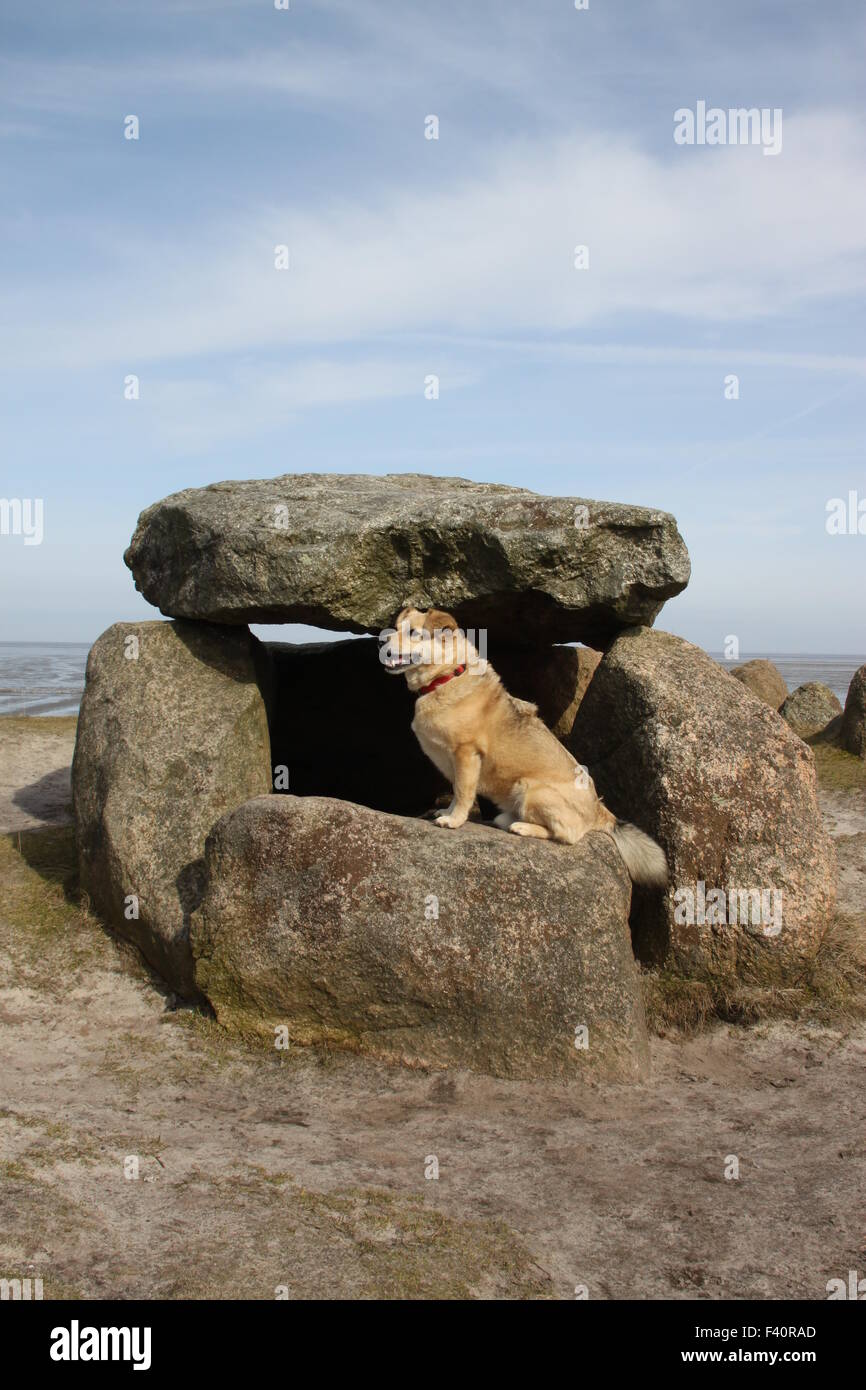 dog on a stone grave Stock Photo - Alamy