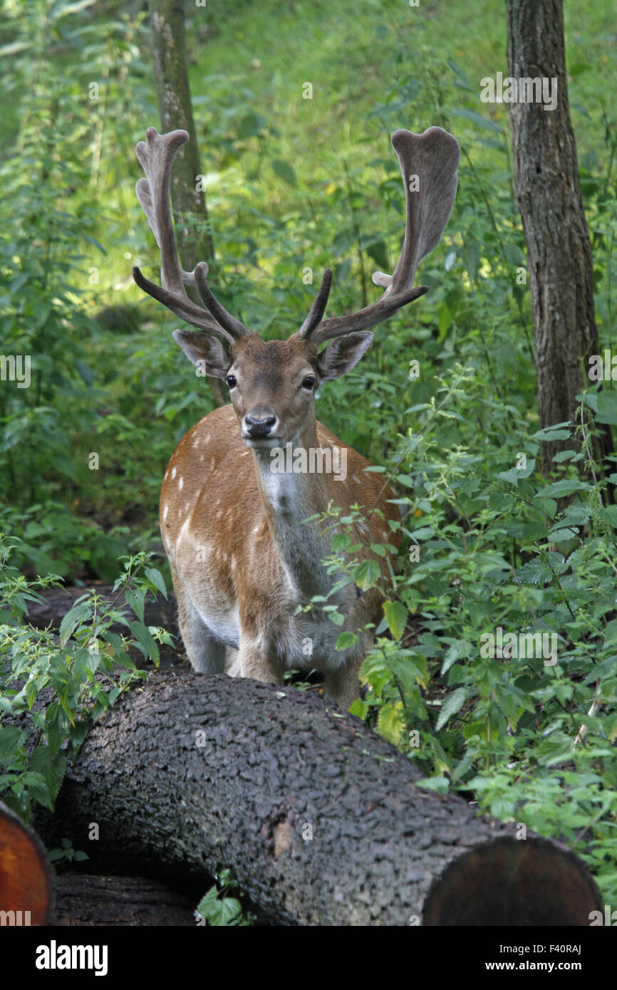 Japanese deer hi-res stock photography and images - Alamy