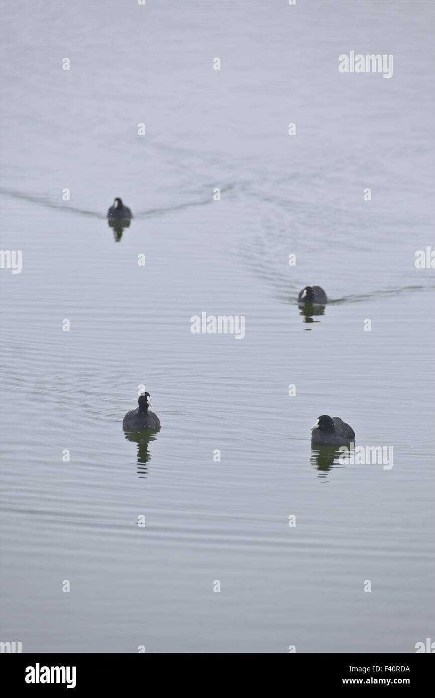 Coots feet hi-res stock photography and images - Alamy
