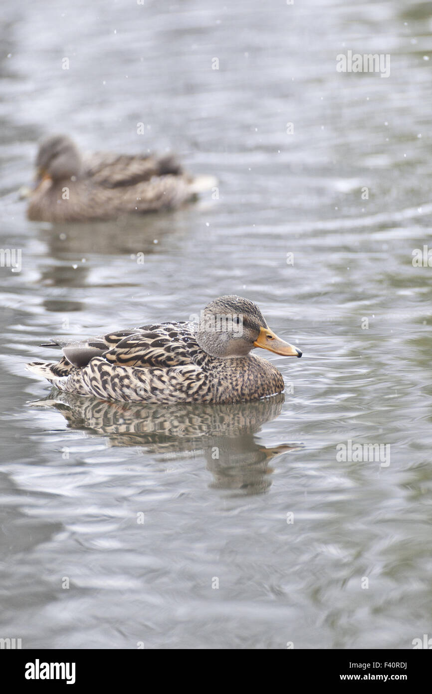 Mallard duck sitting down hi-res stock photography and images - Alamy