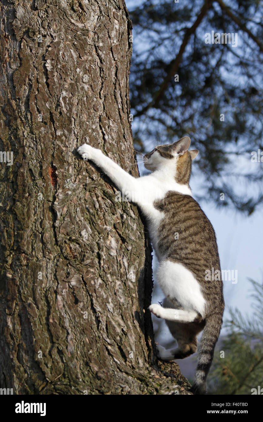 Cat climbing hi-res stock photography and images - Alamy
