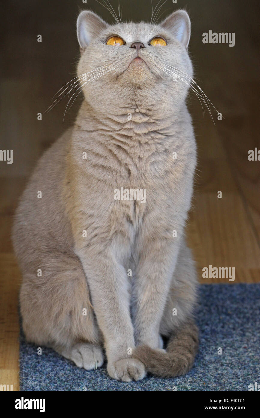 Chartreux hi-res stock photography and images - Alamy