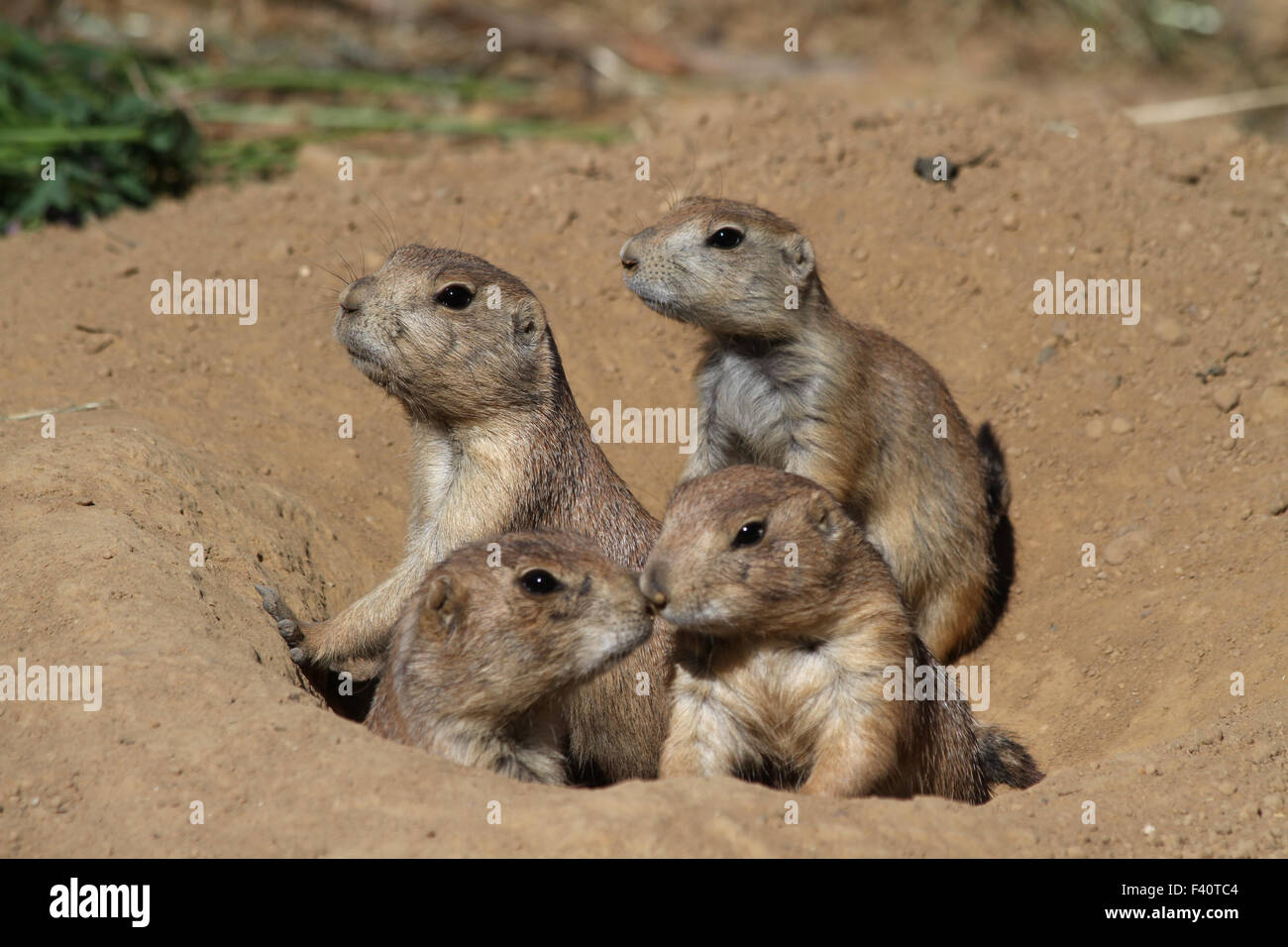 Prairie dogs hi-res stock photography and images - Alamy