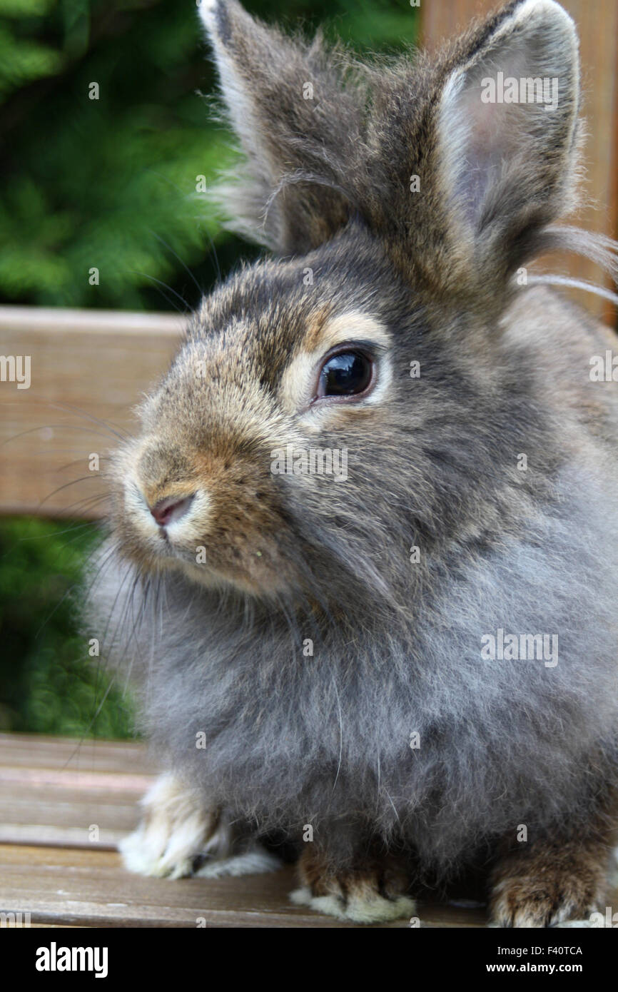 Dwarf rabbit hi-res stock photography and images - Alamy